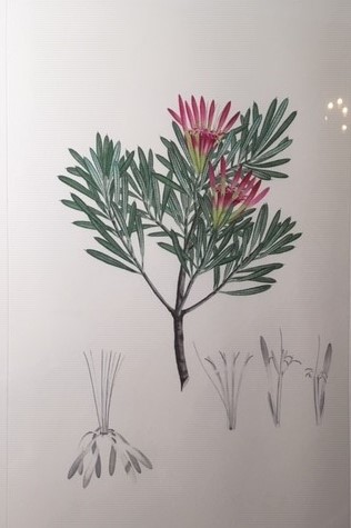 Joseph Banks and the Florilegium - Eton College Collections